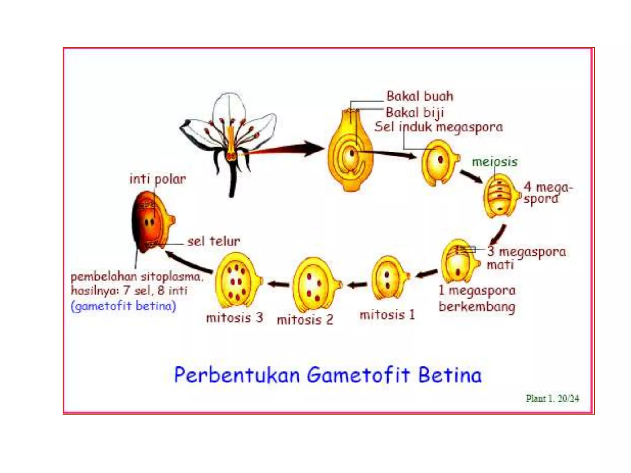 Struktur Kromosom.ppt