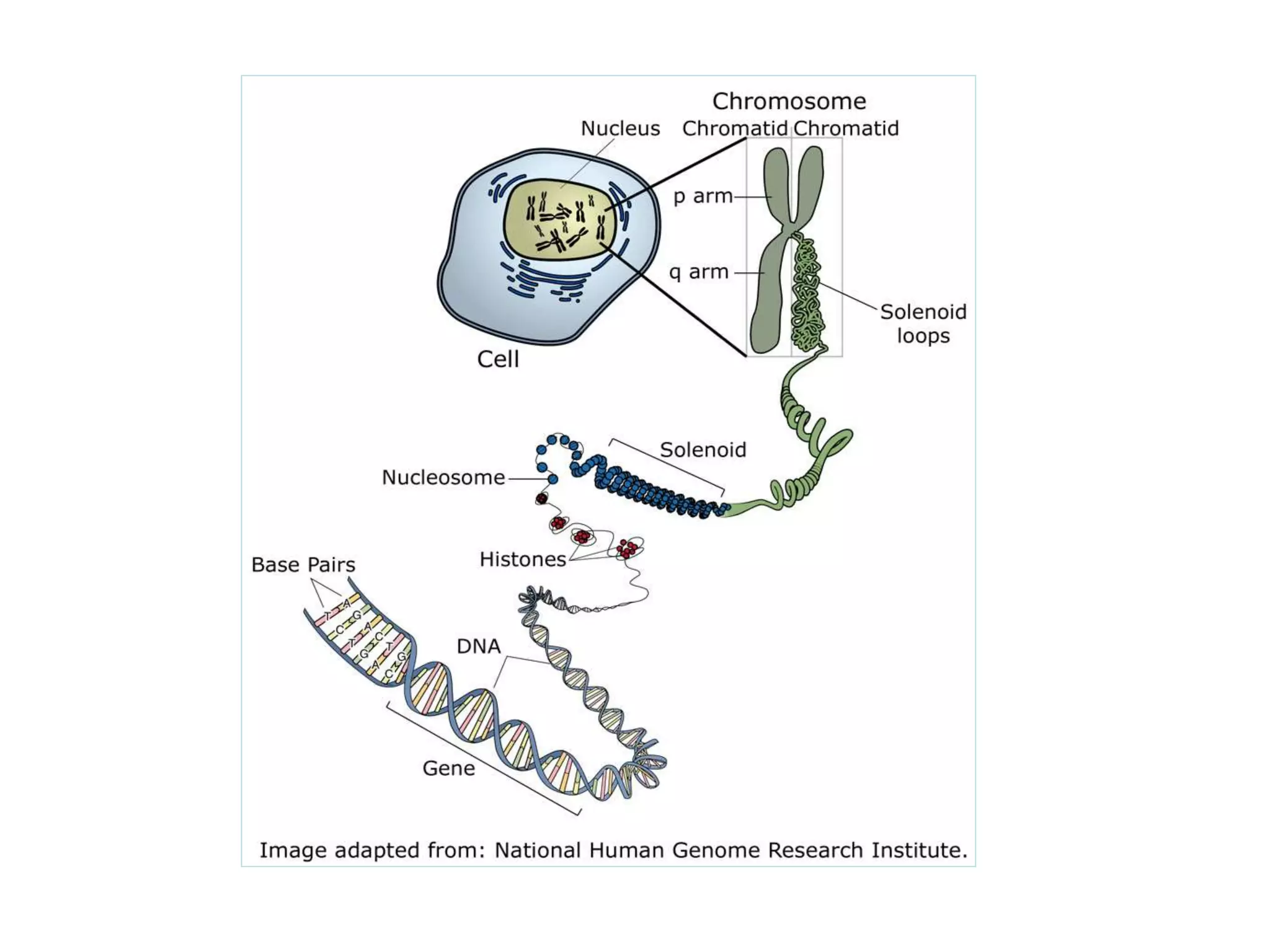 Struktur Kromosom.ppt
