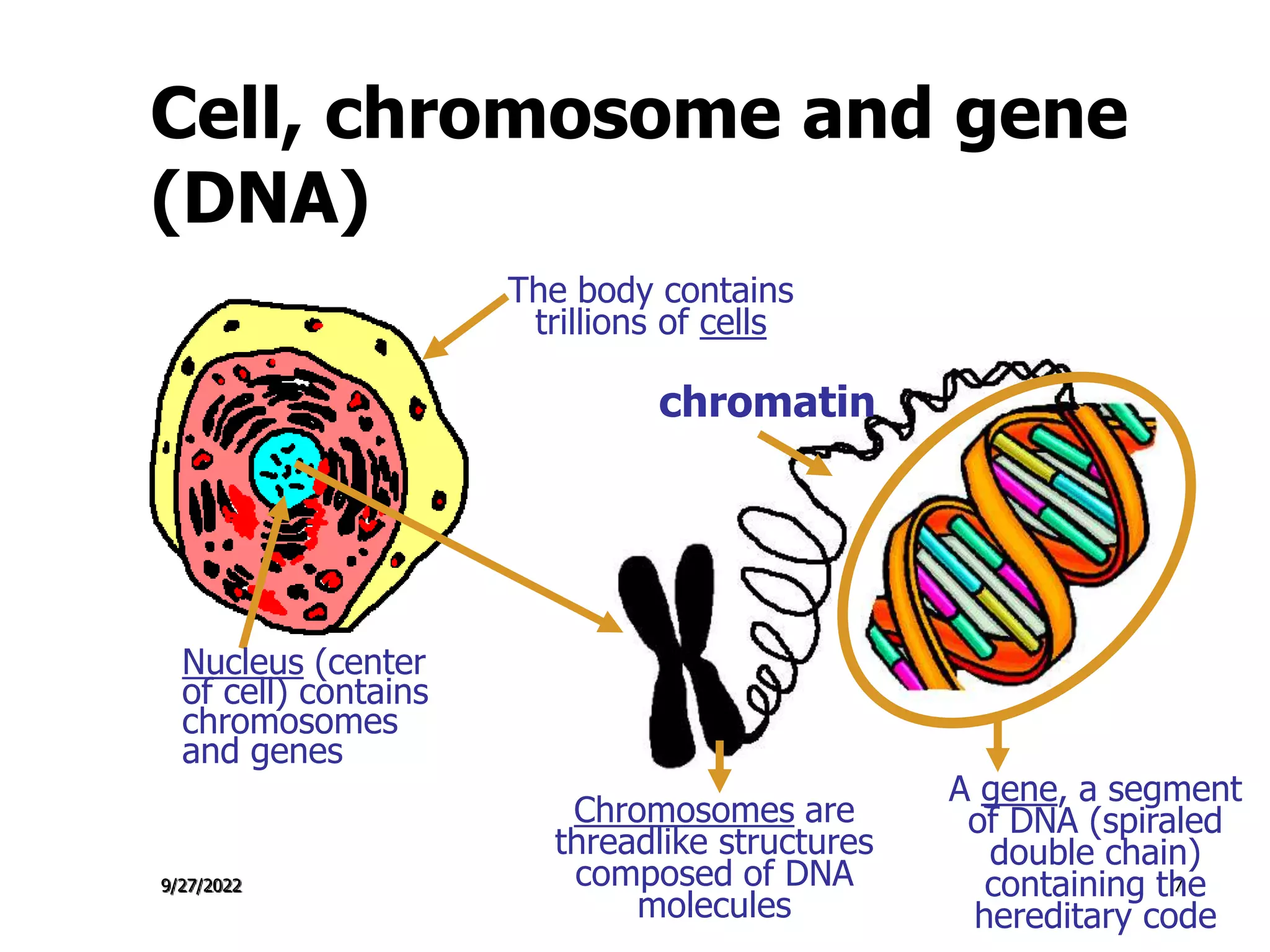 Struktur Kromosom.ppt