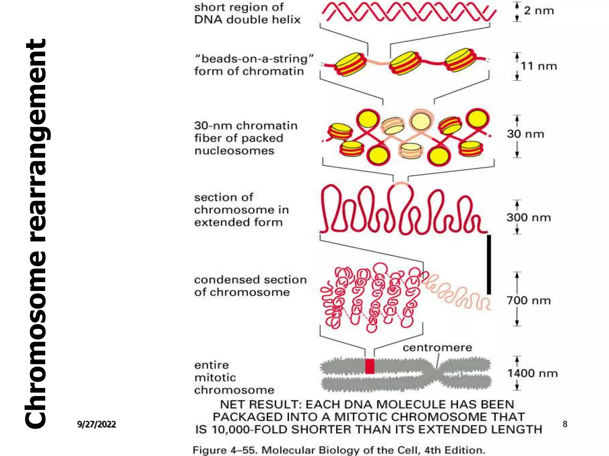 Struktur Kromosom.ppt