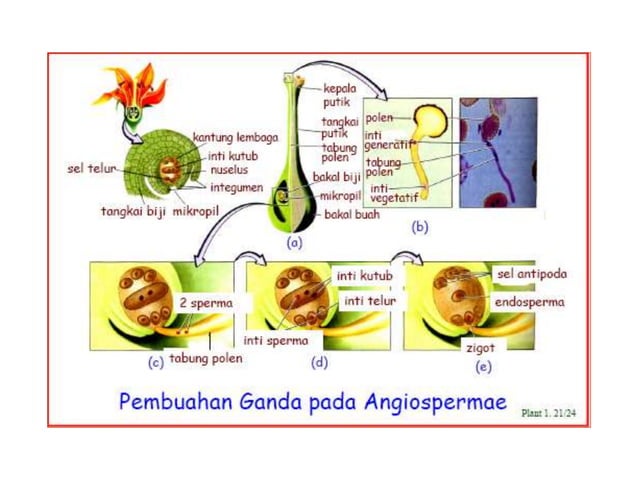 Struktur Kromosom.ppt