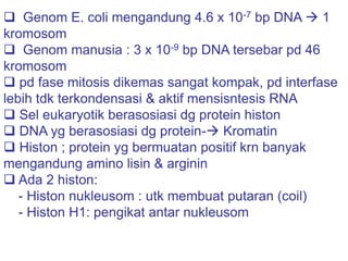 Struktur Kromosom.ppt
