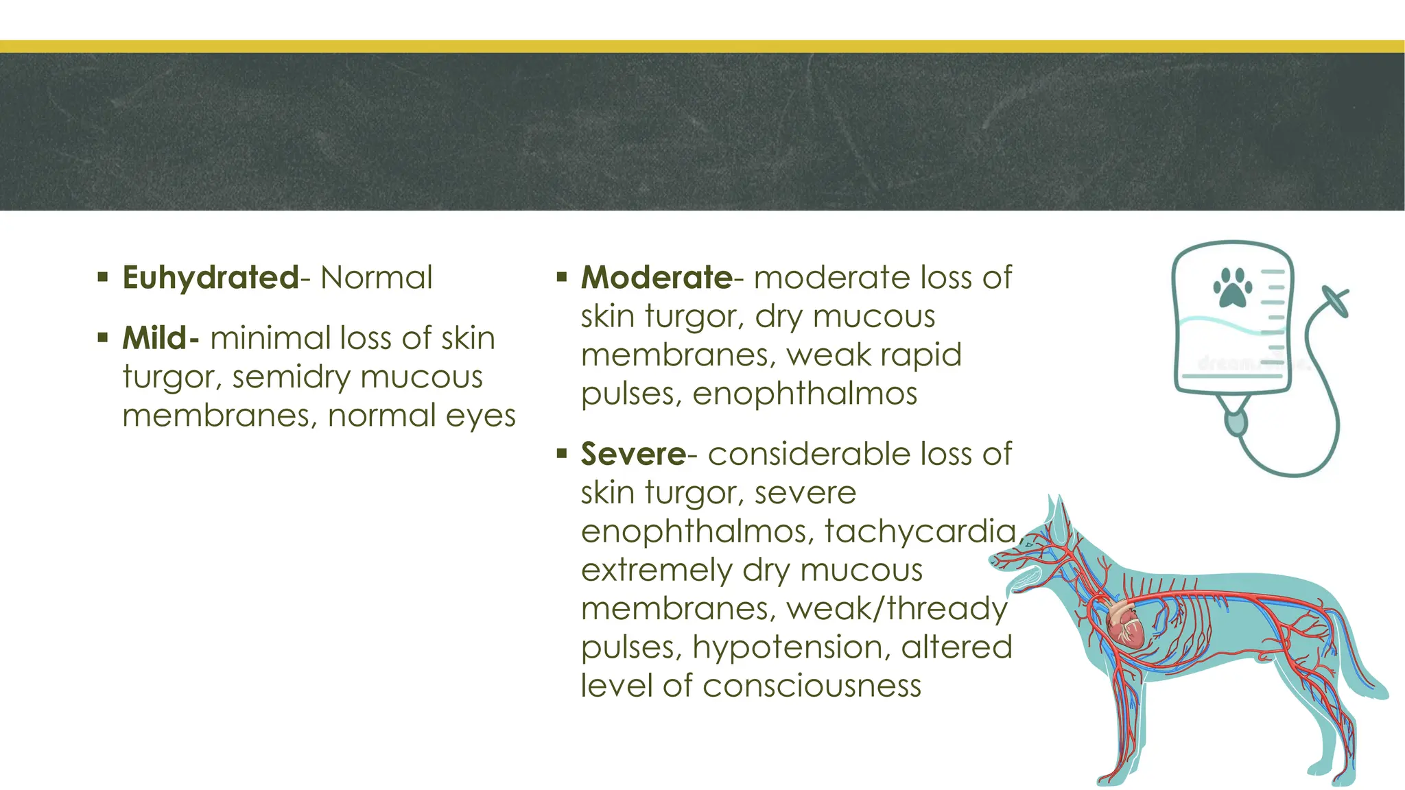 IV Drip Rate Pharmacology Veterinary Medicine | PDF