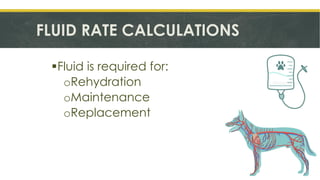 IV Drip Rate Pharmacology Veterinary Medicine | PDF