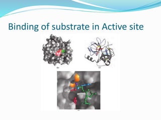 Enzymes | PPTX