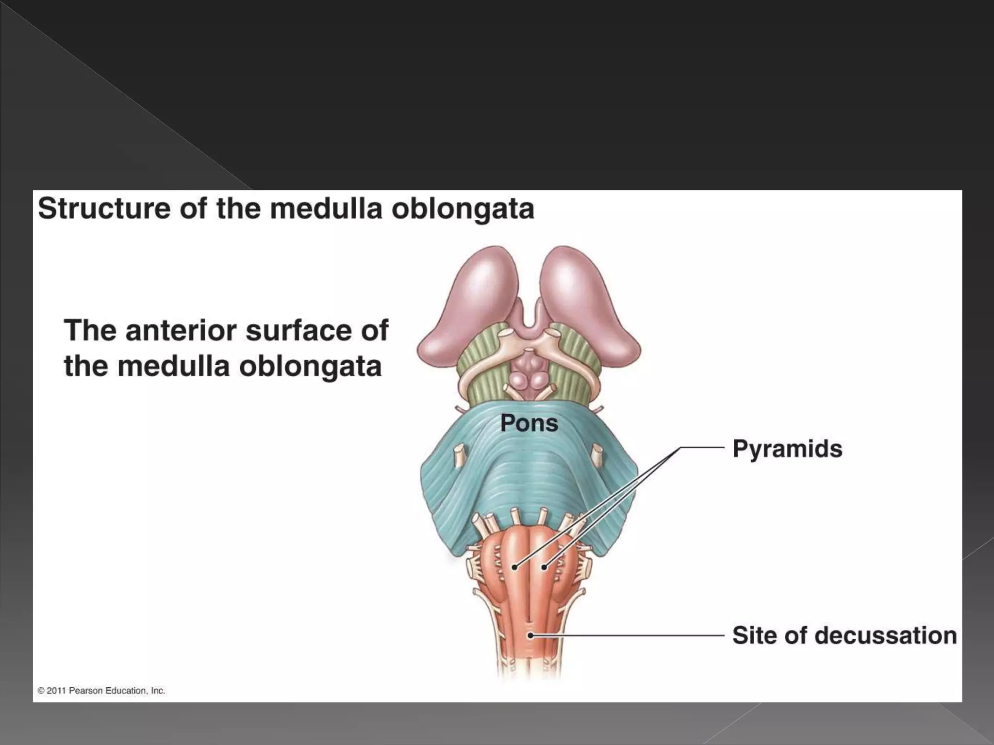 Pyramidal tract and extra pyramidal tracts | PPTX