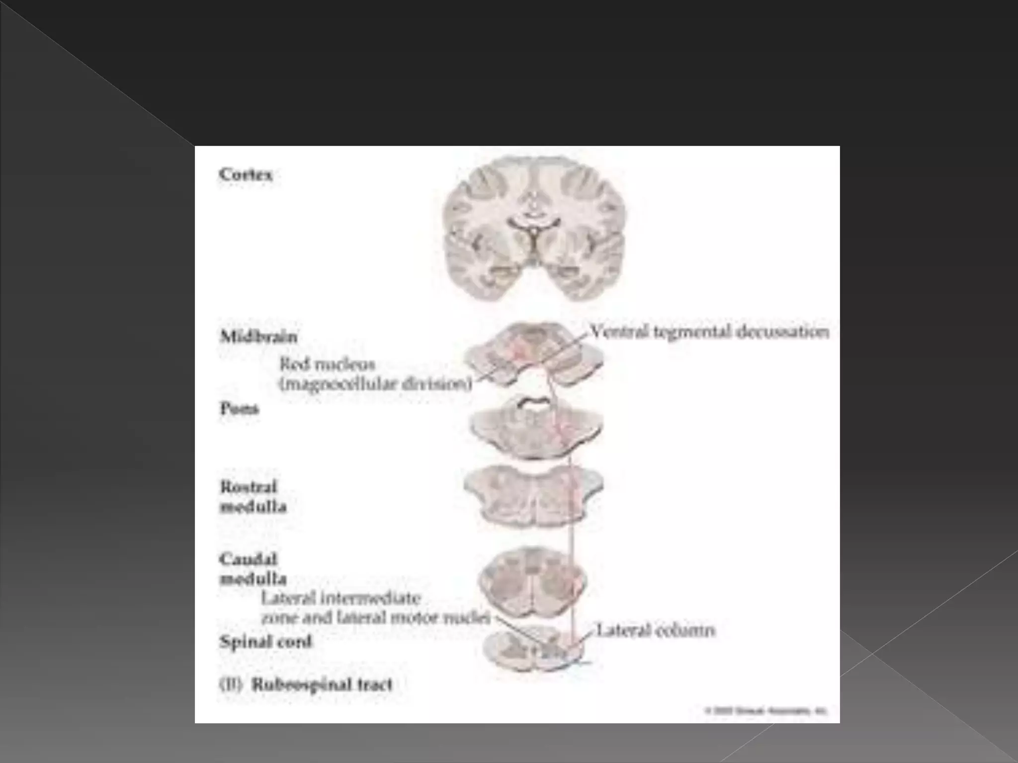 Pyramidal tract and extra pyramidal tracts | PPTX