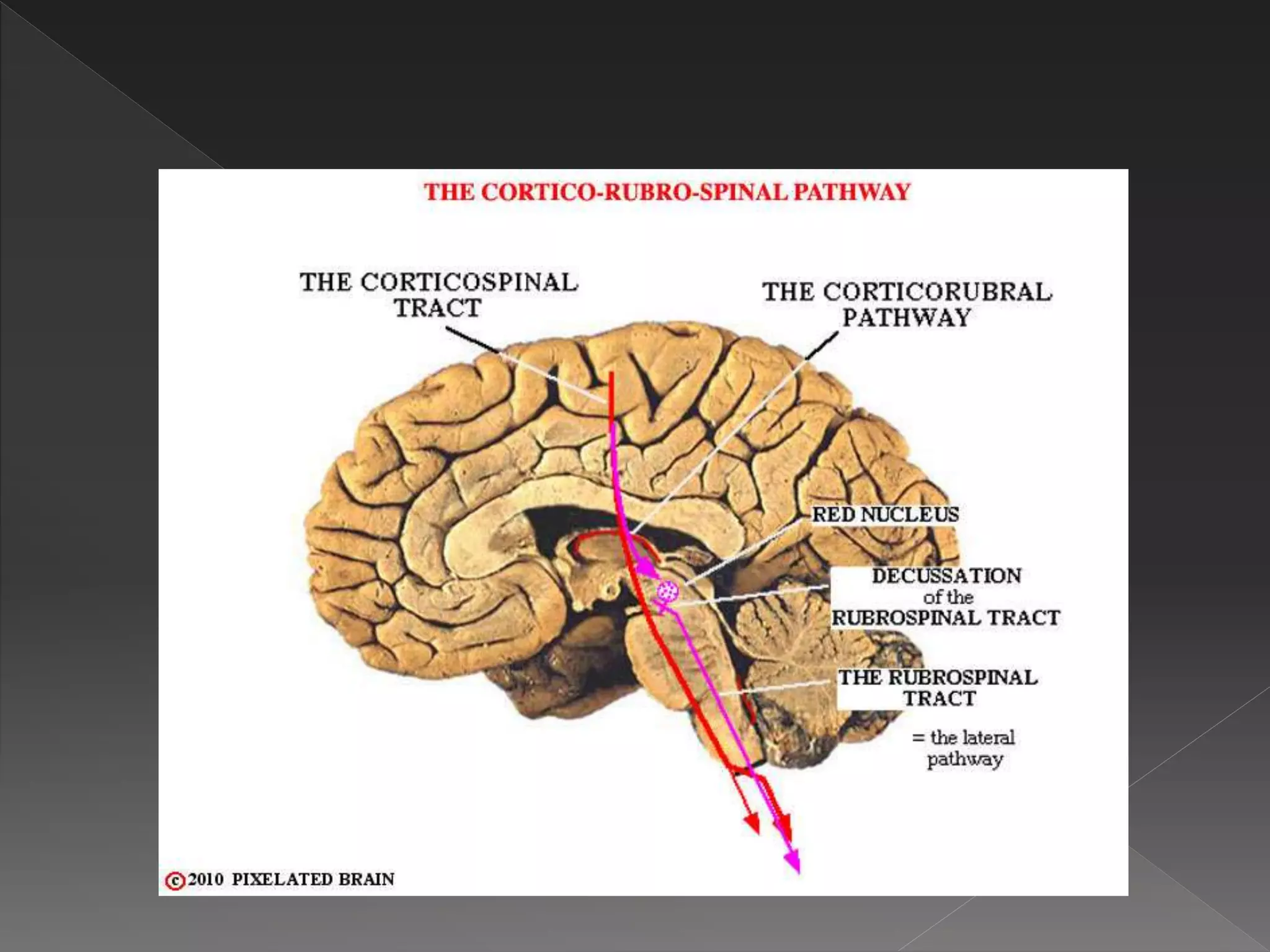 Pyramidal tract and extra pyramidal tracts | PPTX