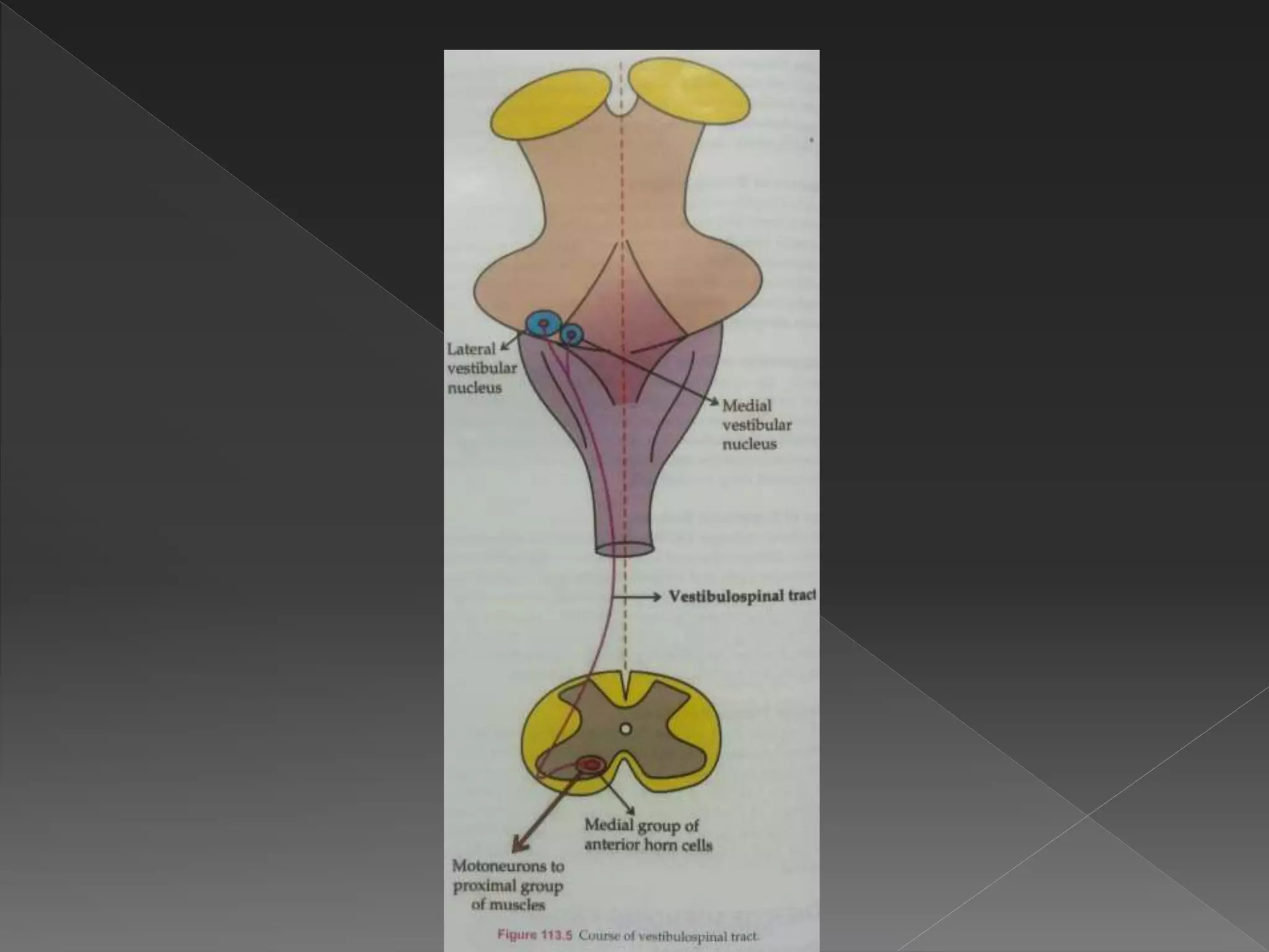 Pyramidal tract and extra pyramidal tracts | PPTX