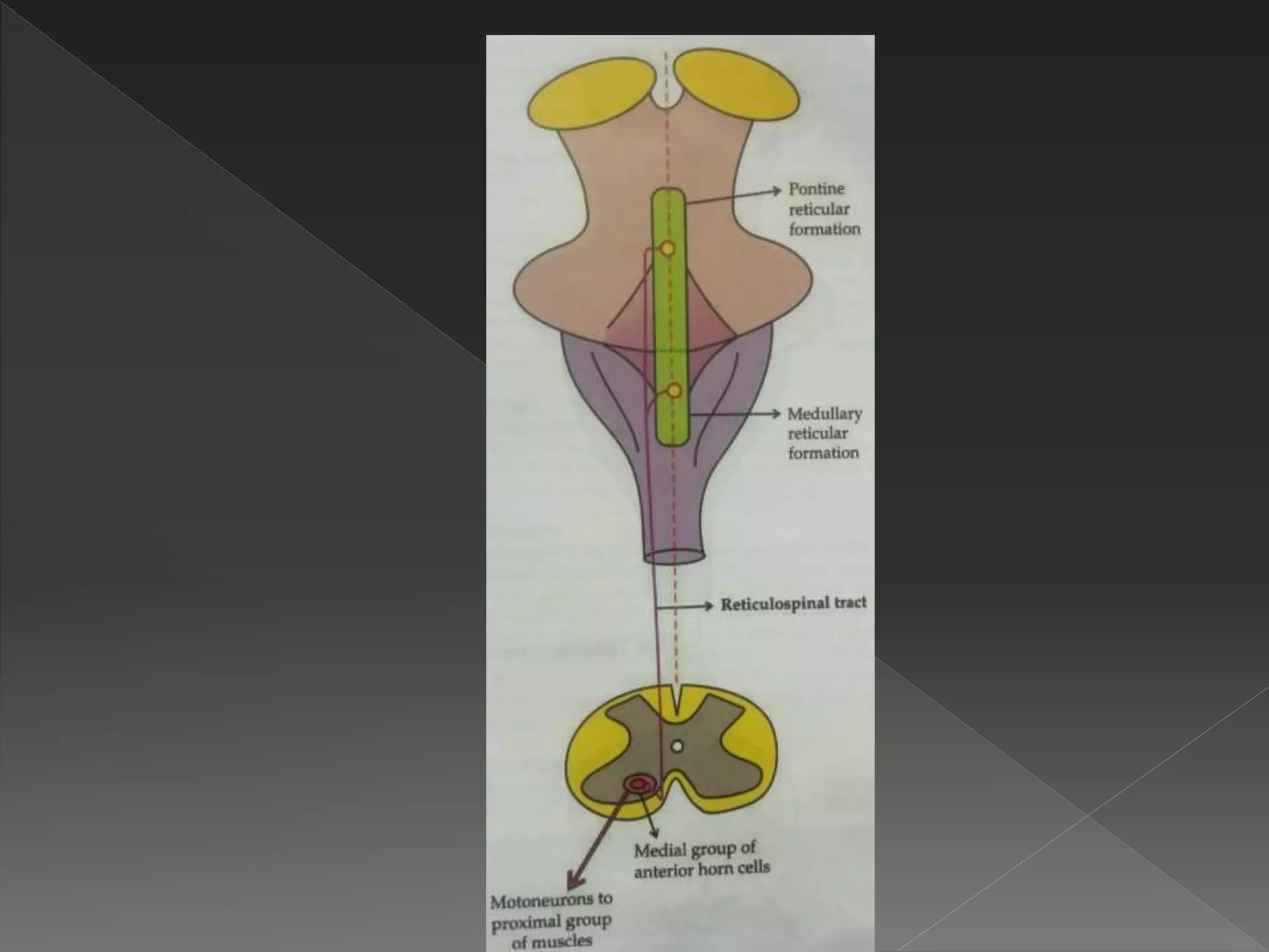 Pyramidal tract and extra pyramidal tracts | PPTX