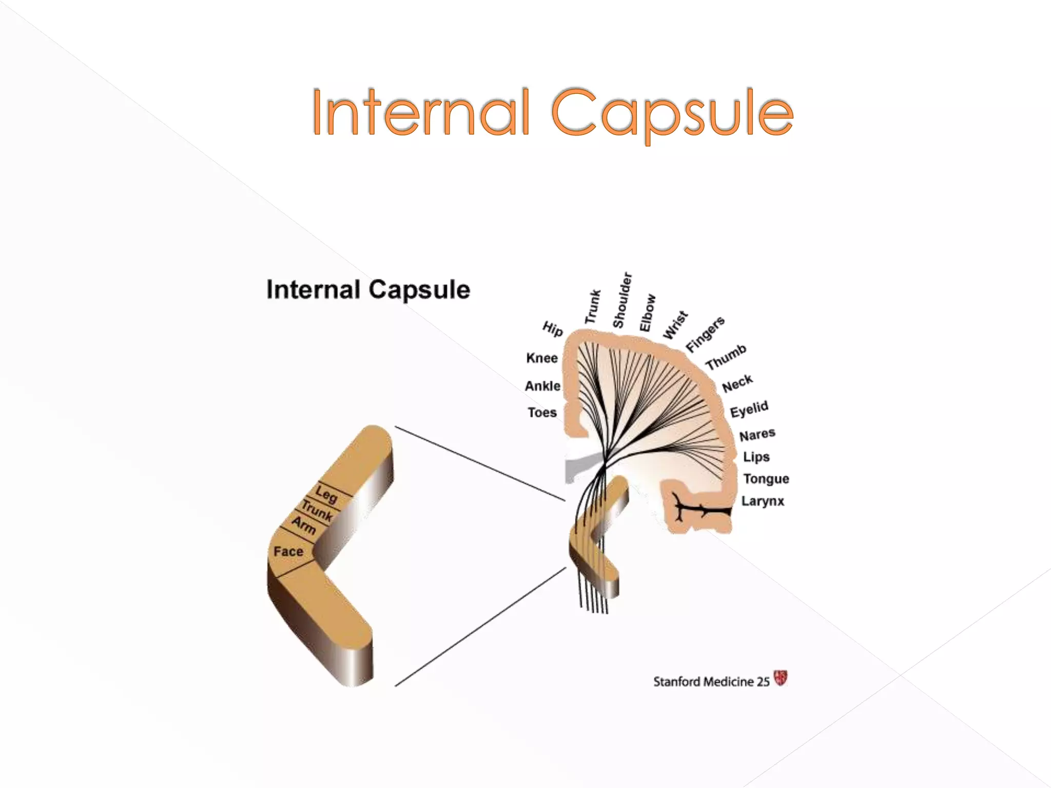 Pyramidal tract and extra pyramidal tracts | PPTX