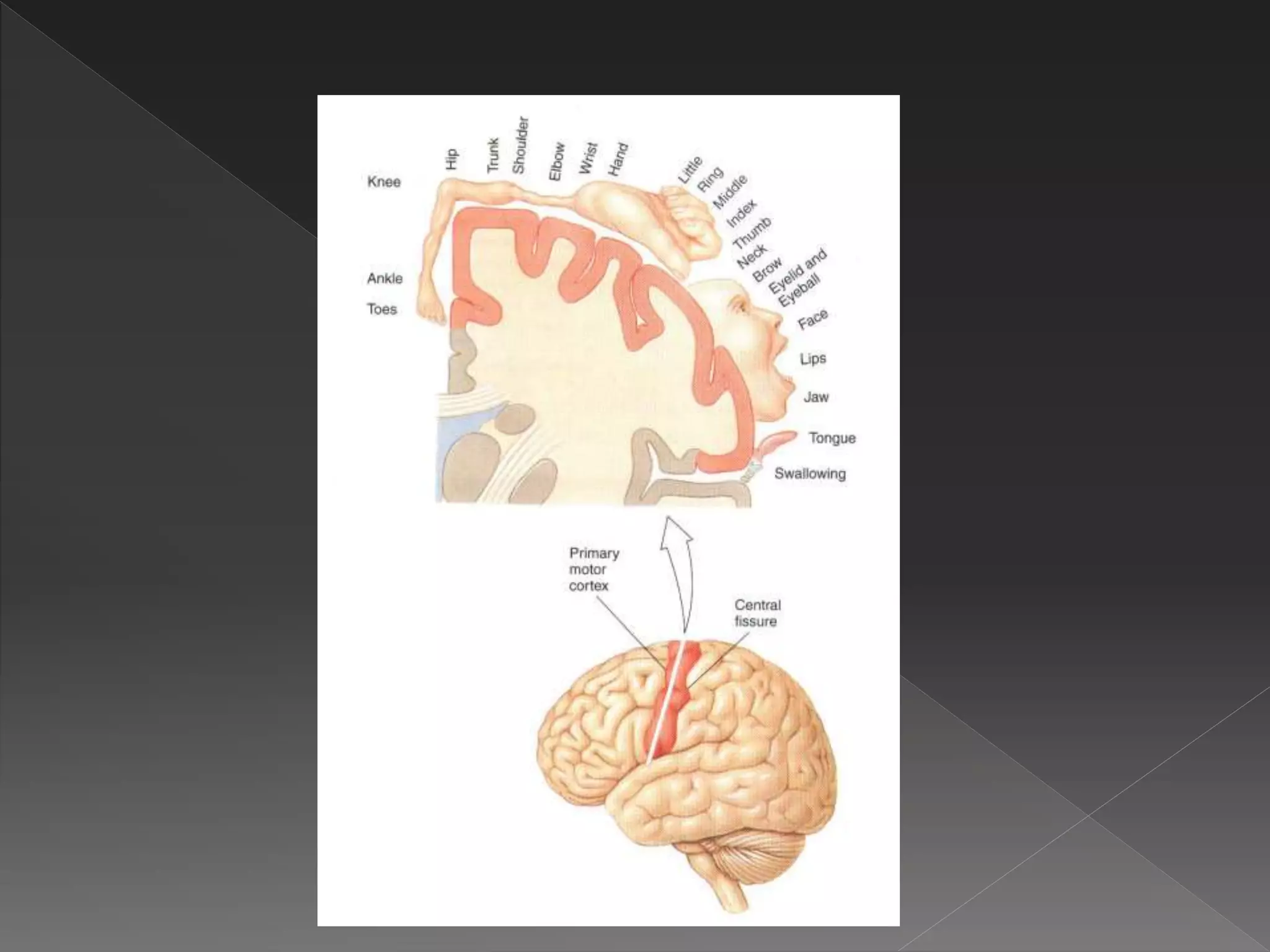 Pyramidal tract and extra pyramidal tracts | PPTX