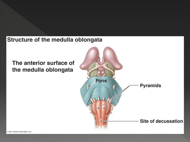 Pyramidal tract and extra pyramidal tracts | PPTX