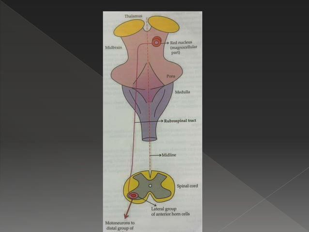 Pyramidal tract and extra pyramidal tracts | PPTX