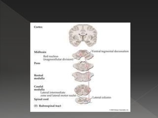 Pyramidal tract and extra pyramidal tracts | PPTX