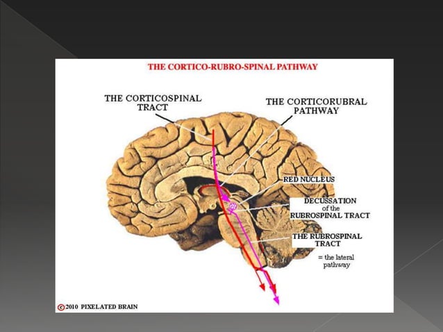 Pyramidal tract and extra pyramidal tracts | PPTX