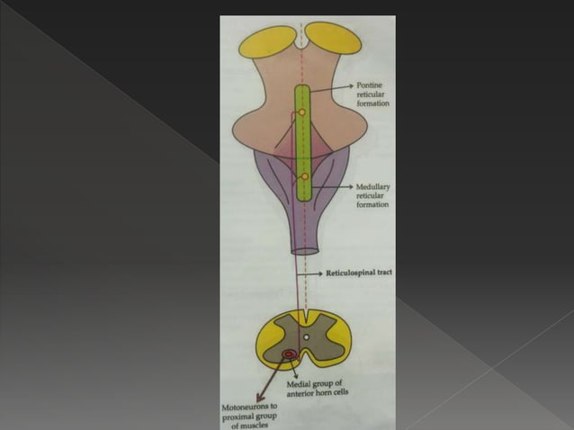 Pyramidal tract and extra pyramidal tracts | PPTX