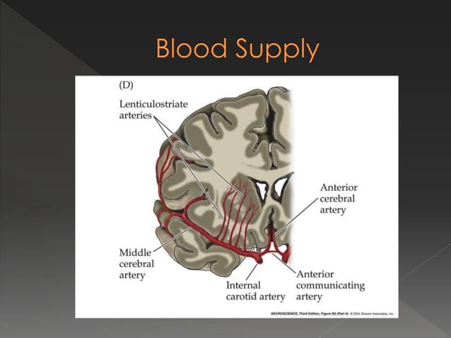 Pyramidal tract and extra pyramidal tracts | PPTX