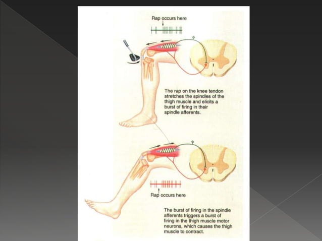 Pyramidal tract and extra pyramidal tracts | PPTX