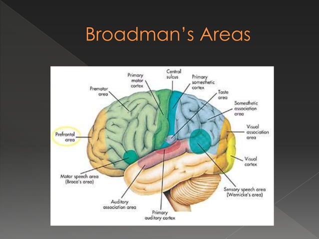 Pyramidal tract and extra pyramidal tracts | PPTX