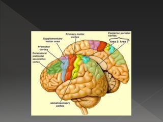 Extrapyramidal Areas Of The Brain