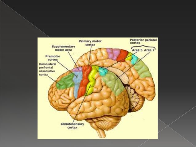 Pyramidal tract and extra pyramidal tracts