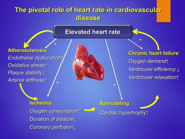 Newer Approach in management of Angina & CHF: Heart rate modulation and ...