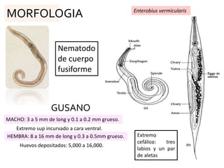 ENTEROBIOSIS U OXIURIASIS | PPT