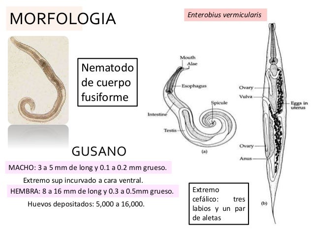 ENTEROBIOSIS U OXIURIASIS