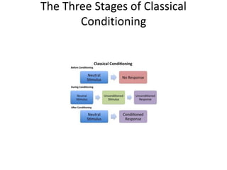 Ivan pavlov | PDF