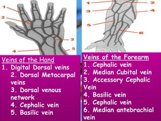 IV CANNULA INSERTION | PPTX