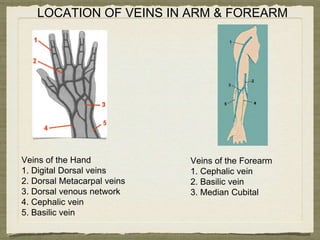 Iv cannula technique | PPTX