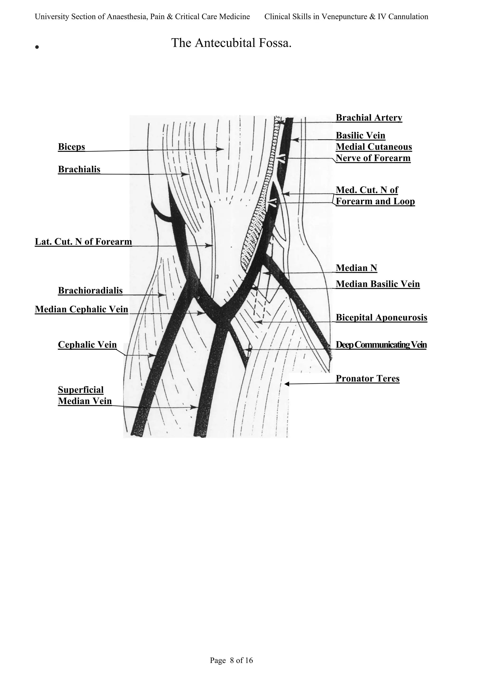 Iv cannulation sites | PDF