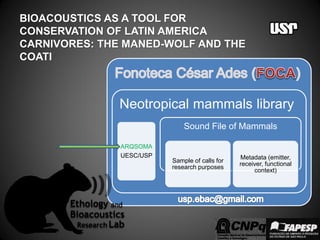 Bioacoustics as a tool for conservation of Latin American carnivores: the maned-wolf and the ...