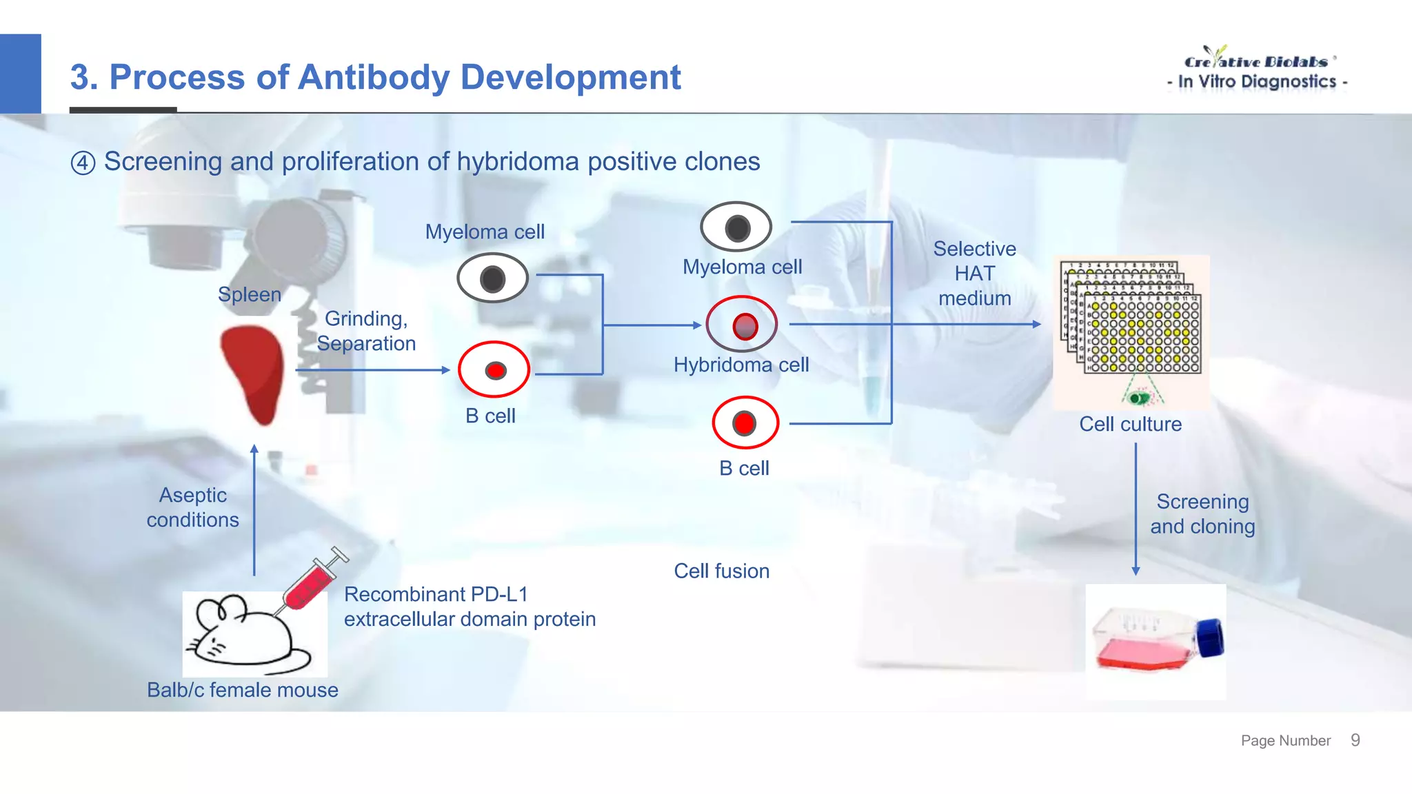 In Vitro Diagnostic (IVD) Antibody Development - Creative Biolabs | PPTX