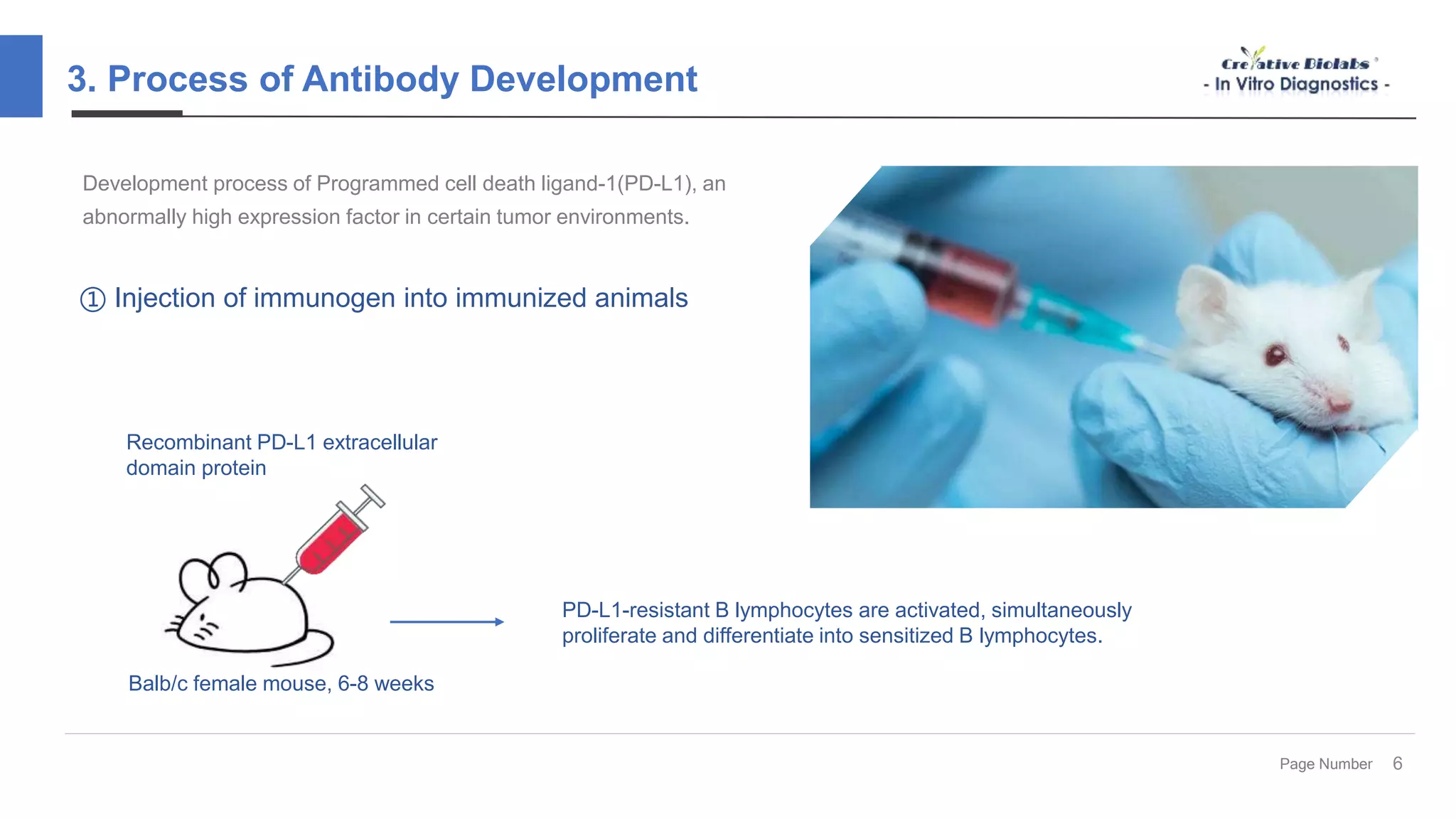 In Vitro Diagnostic (IVD) Antibody Development - Creative Biolabs | PPTX