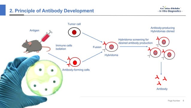 In Vitro Diagnostic (IVD) Antibody Development - Creative Biolabs ...