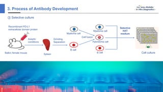 In Vitro Diagnostic (IVD) Antibody Development - Creative Biolabs | PPTX