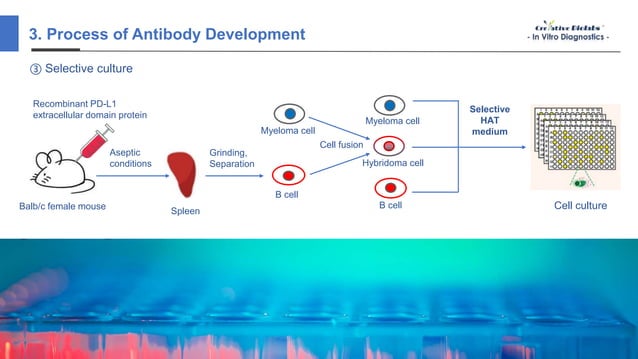 In Vitro Diagnostic (IVD) Antibody Development - Creative Biolabs | PPTX | Biotech and ...