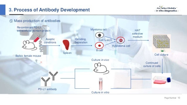 In Vitro Diagnostic (IVD) Antibody Development - Creative Biolabs