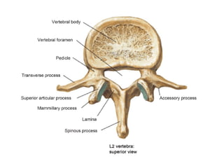 i low back ache under evaluation with ivdp l5 s1 ivdp | PPTX