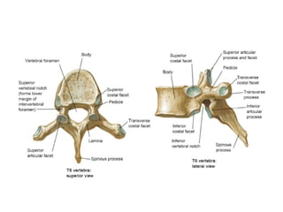 i low back ache under evaluation with ivdp l5 s1 ivdp | PPTX