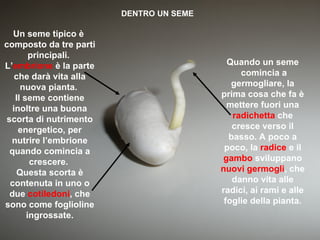 I Vegetali: dal Seme... la Vita | PPT