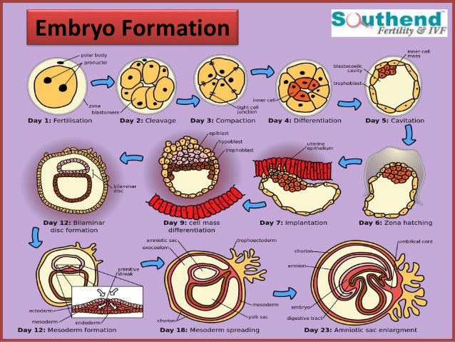 Ivf in vitro fertilization - Southend IVF