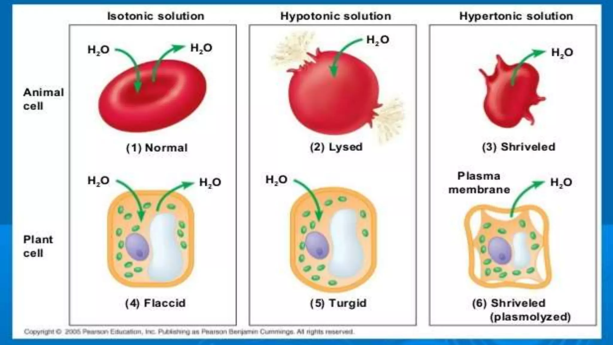 Iv fluids | PPTX