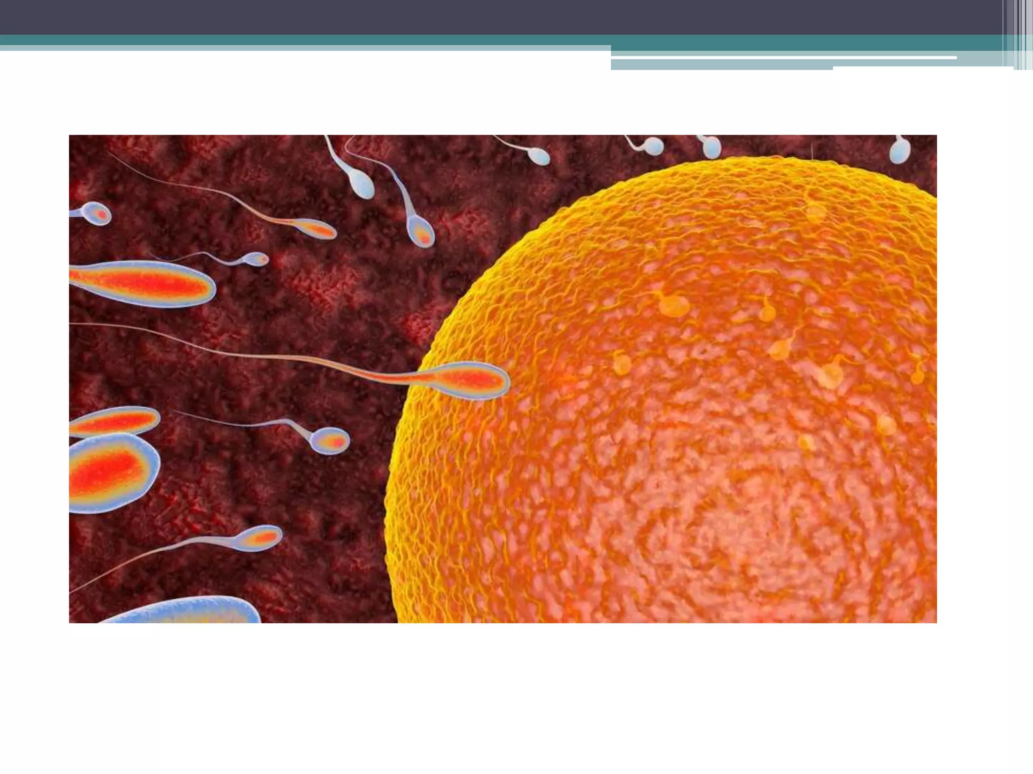 Invitro fertilization in humans(IVF) | PPTX
