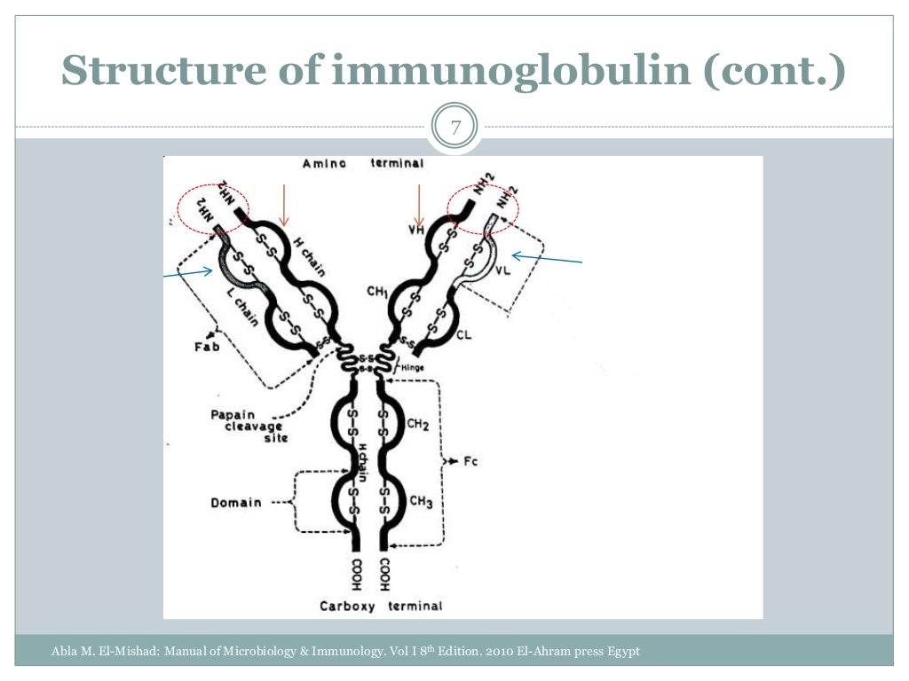 Intravenous immunoglobulin (IVIG)