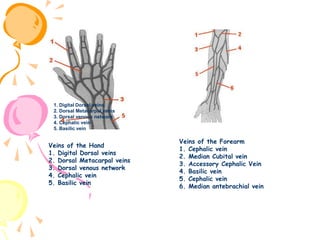 IV cannulation | PPT