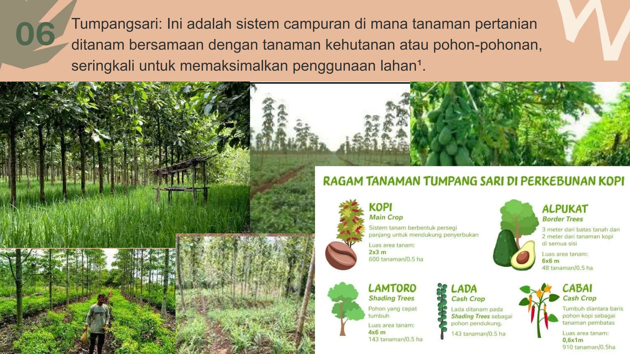 Klasifikasi sistem agroforestry.docx - Presentation.pptx