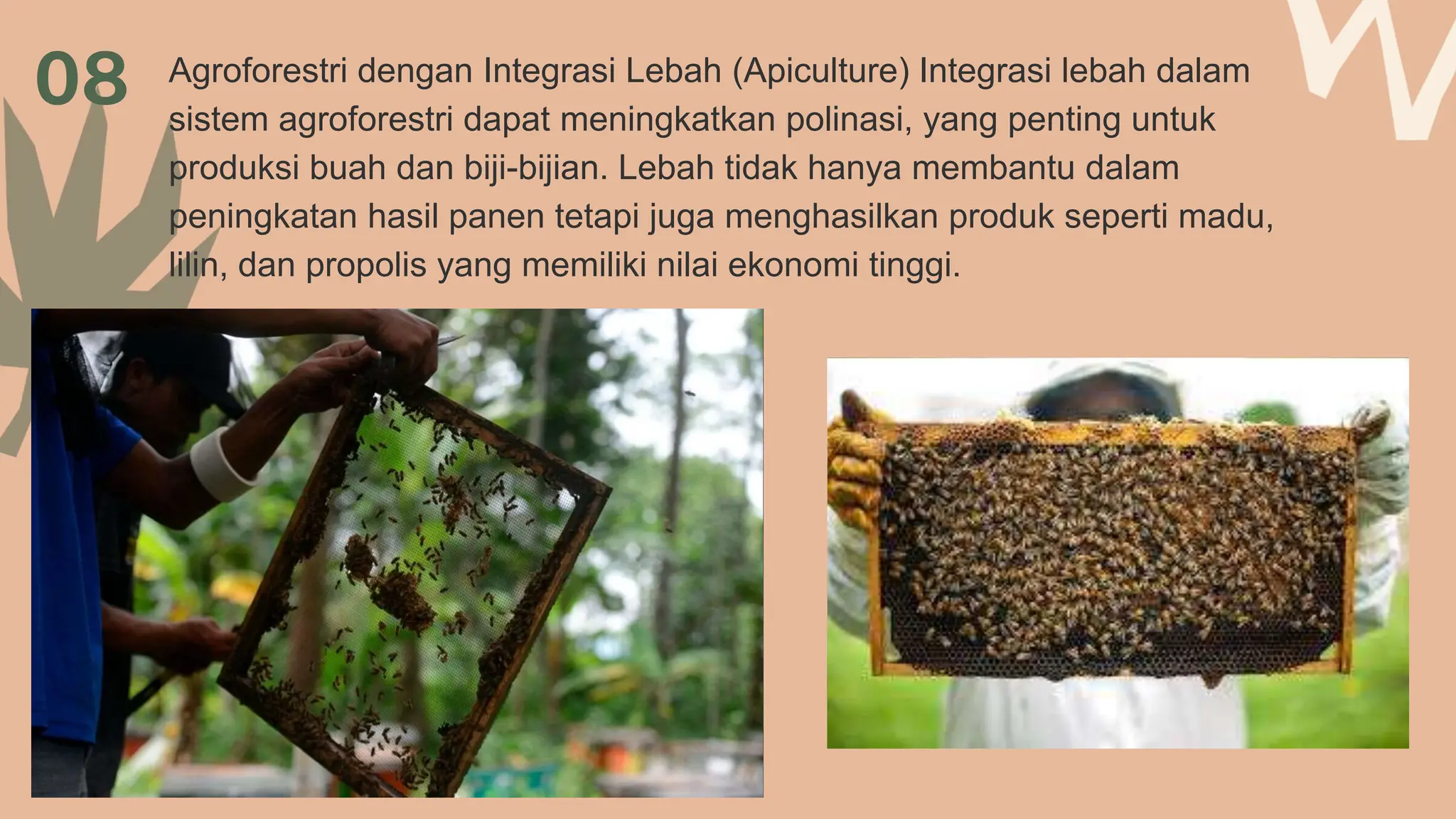 Klasifikasi sistem agroforestry.docx - Presentation.pptx